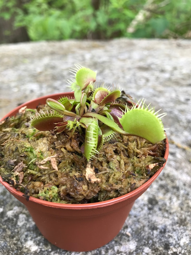 Various Venus Fly Trap Seeds DCXL B52 Jaws Venus Flytrap Plant - Etsy