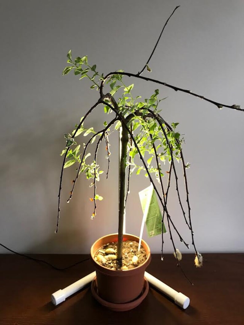 T5 Grow Light LED Grow Light Stick Auto on off Timer With Stand Home ...