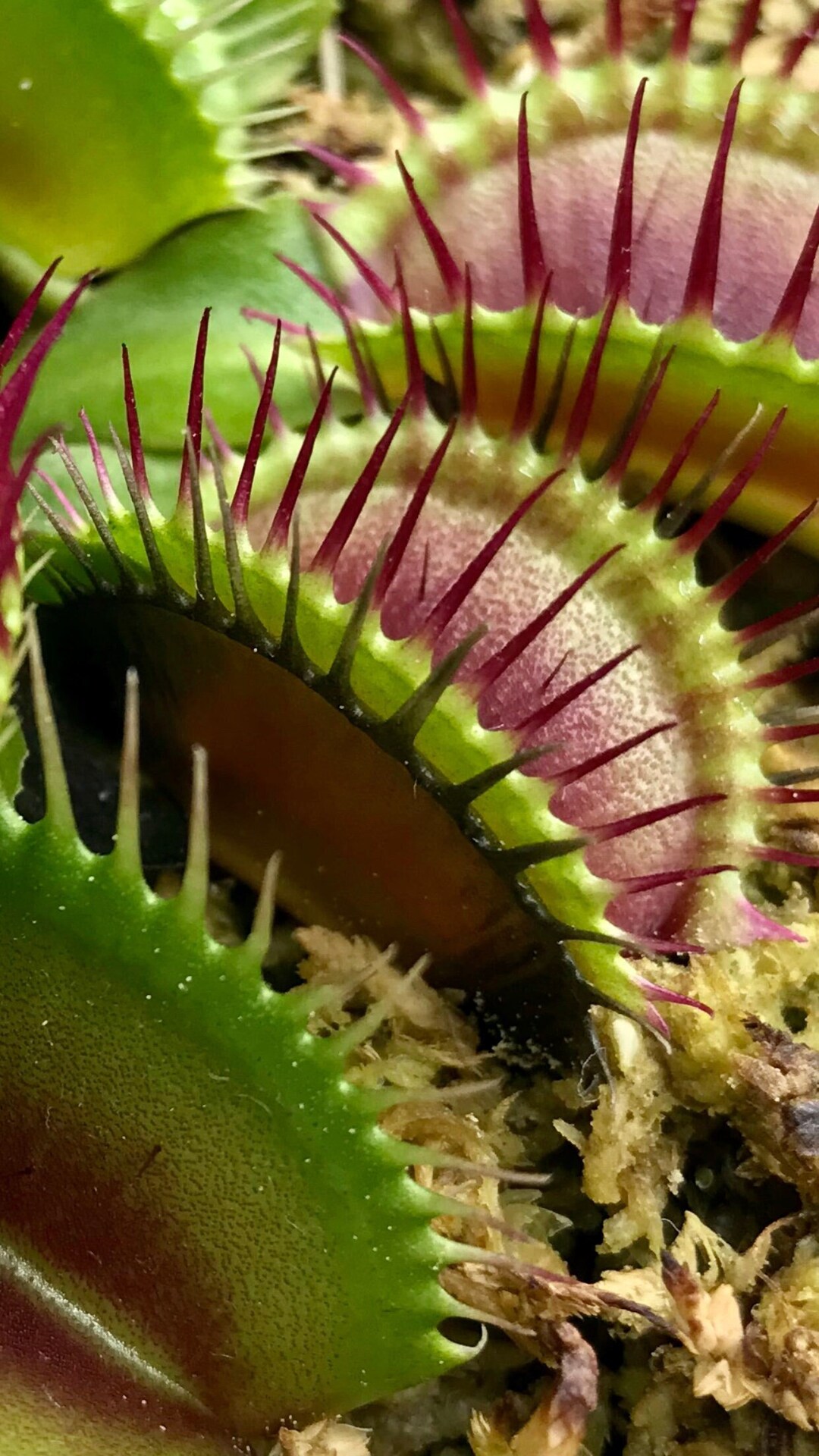 Various Venus Fly Trap Seeds DCXL B52 Jaws Venus Flytrap Plant - Etsy