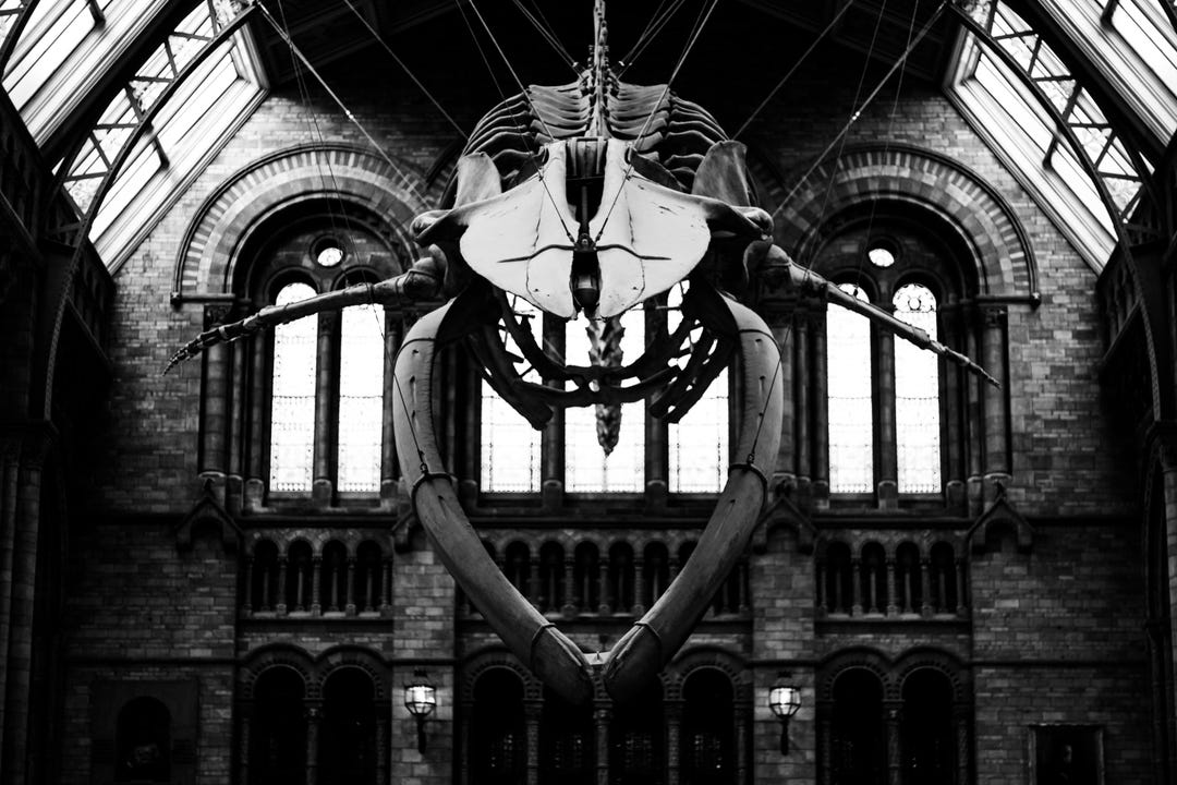 Blue Whale in the National History Museum - Etsy