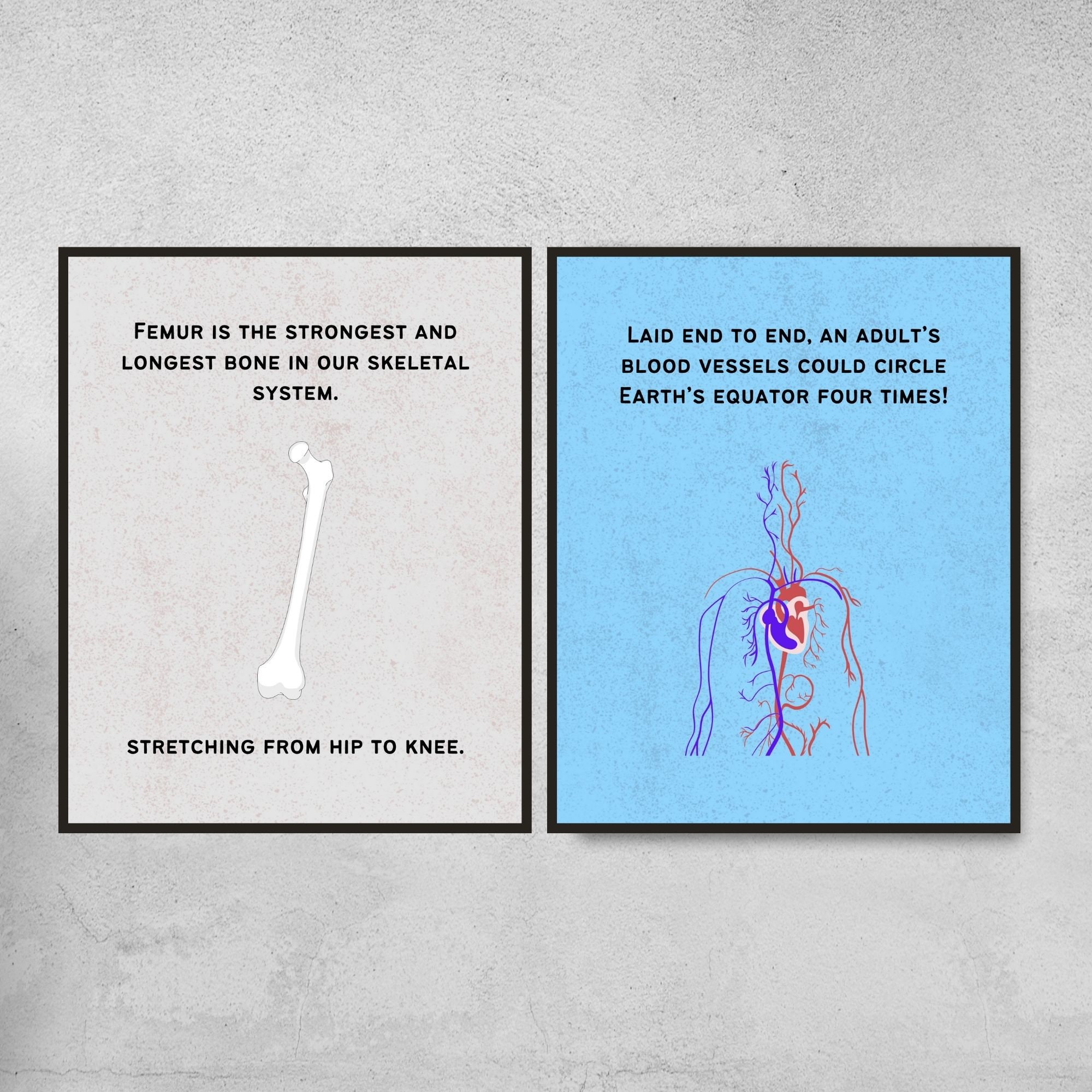 Set of 10 Biology Fun Facts Printable Posters, Science Classroom Decor ...