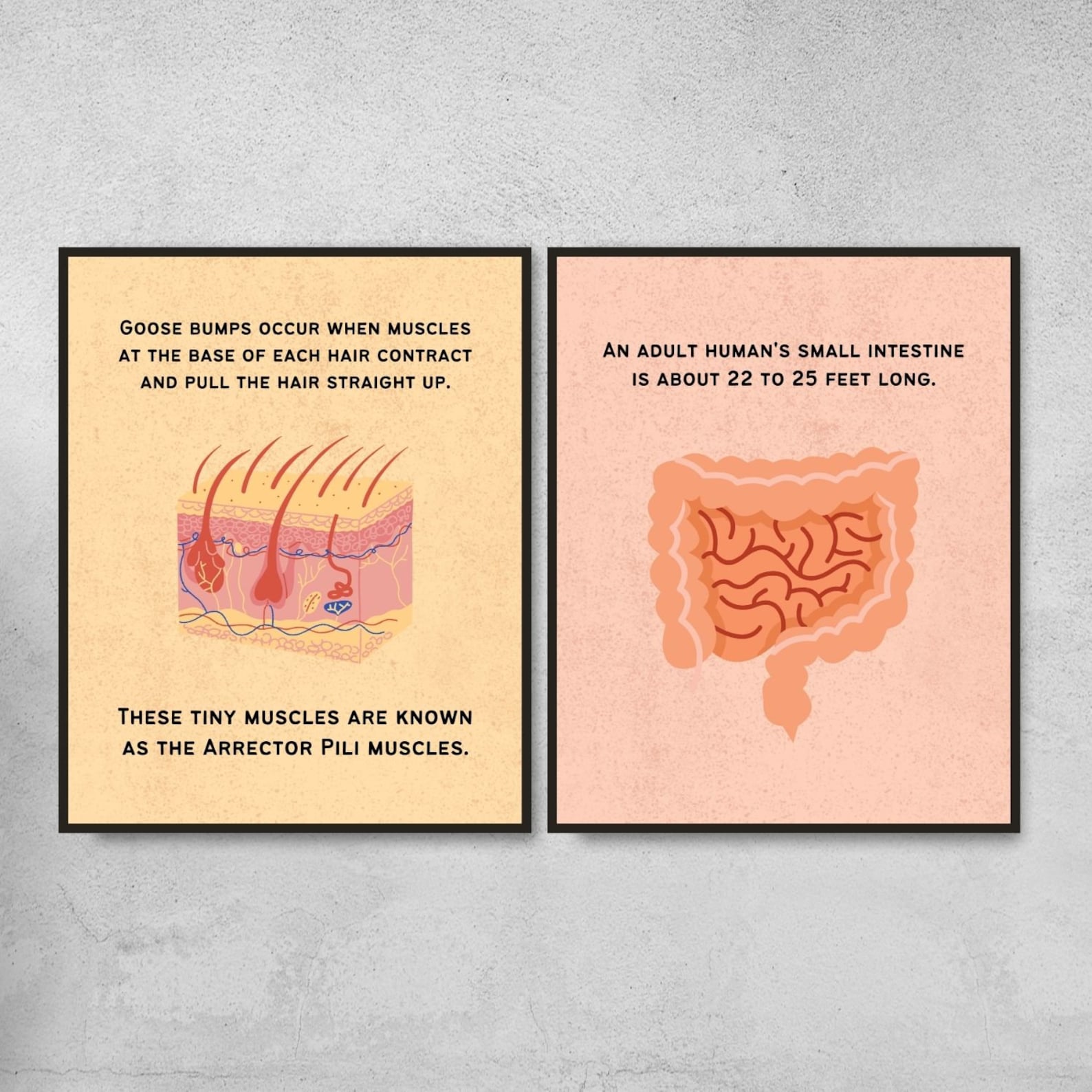 Biology Fun Facts Posters for Classroom Decor, Popular Science Posters ...