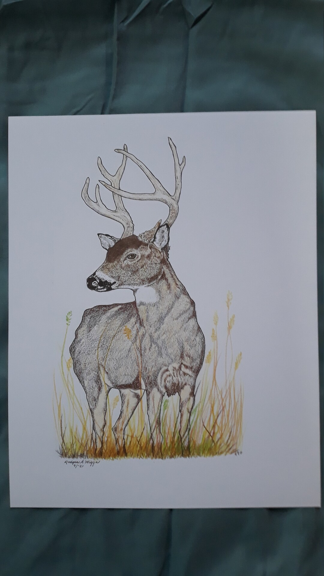 Wildlife Drawings, Bass, Fish, Ducks, - Etsy