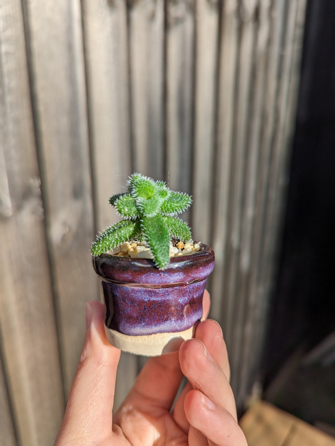 Miniature Plant Pot, Tiny Plant Pots, Cactus Planter, Cutting Pot ...