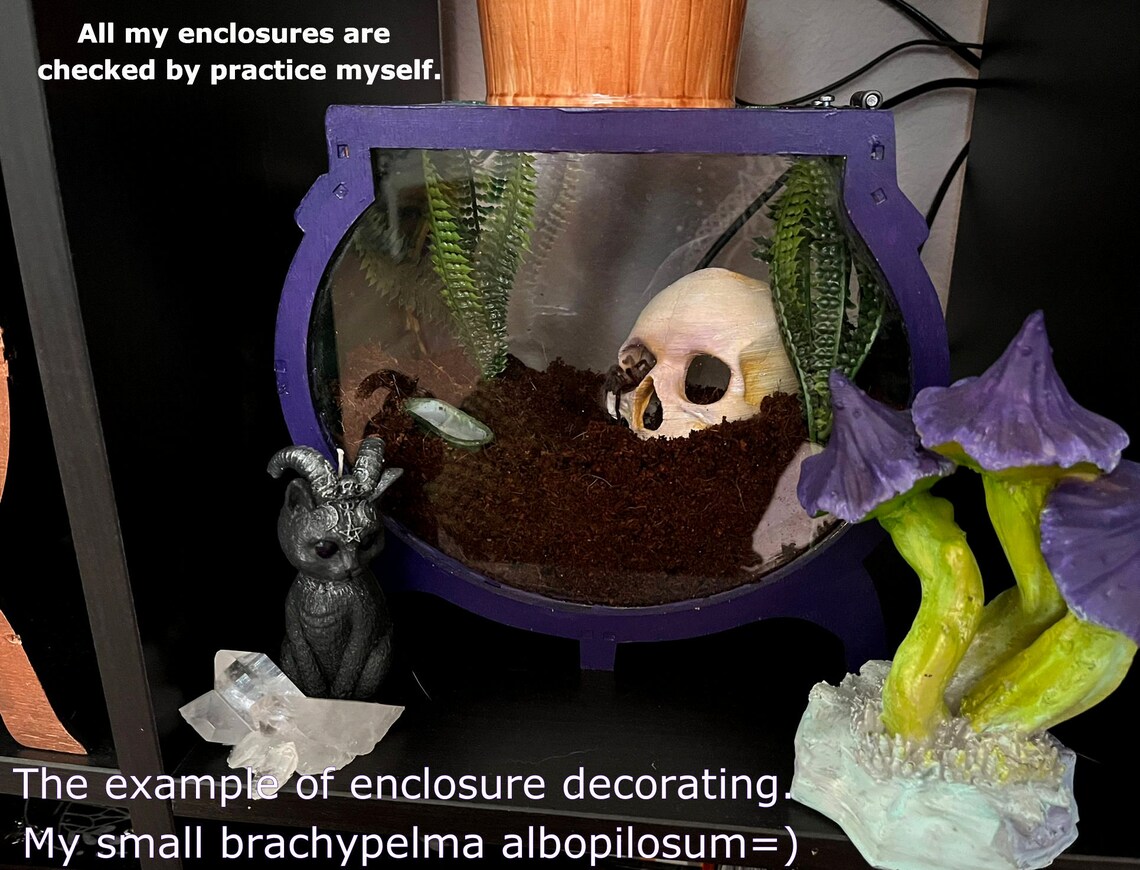Realistic Human Skull Model Hide Cave Decor for Tarantulas - Etsy