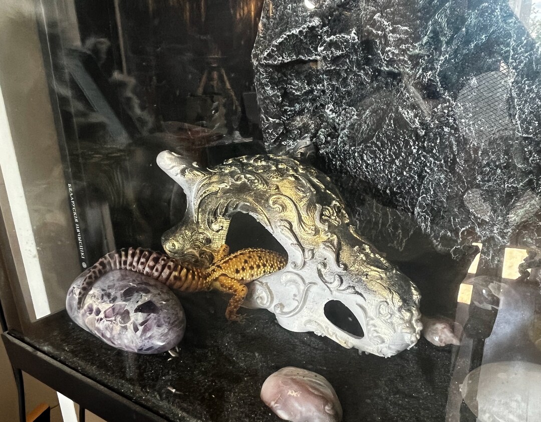Hiding Cave for Gecko Tarantulas. Enclosure Decor Dragon - Etsy