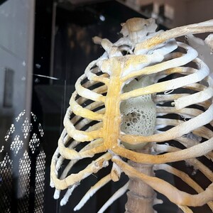 Vertical Tarantula Enclosure for Tree Spiders, Adult Jumping Spiders ...