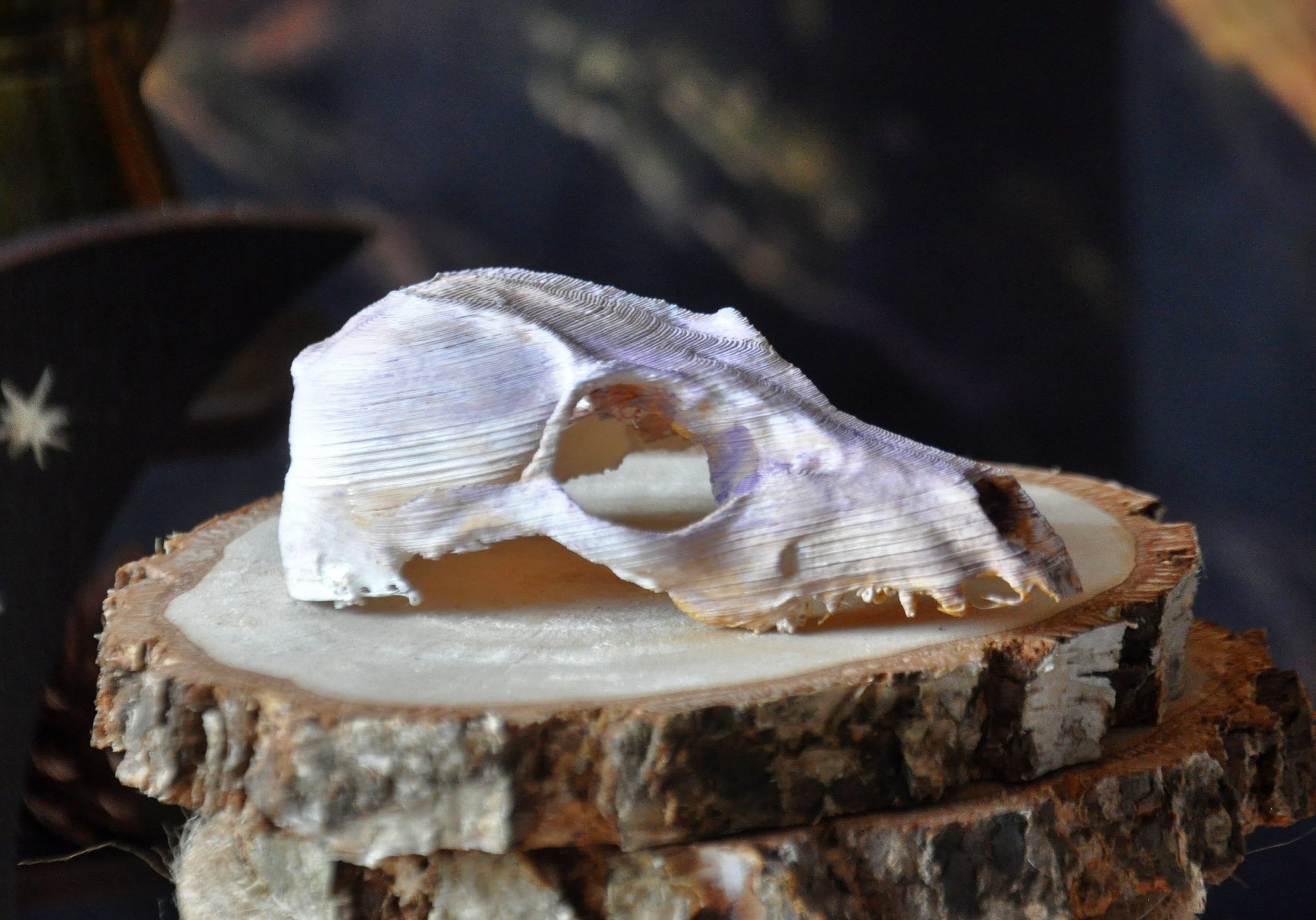 Realistic Animal Skull Model Hide Cave Decor for Tarantulas - Etsy UK
