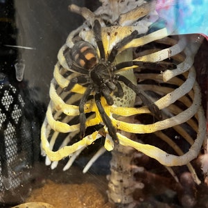 Vertical Tarantula Enclosure for Tree Spiders, Adult Jumping Spiders ...