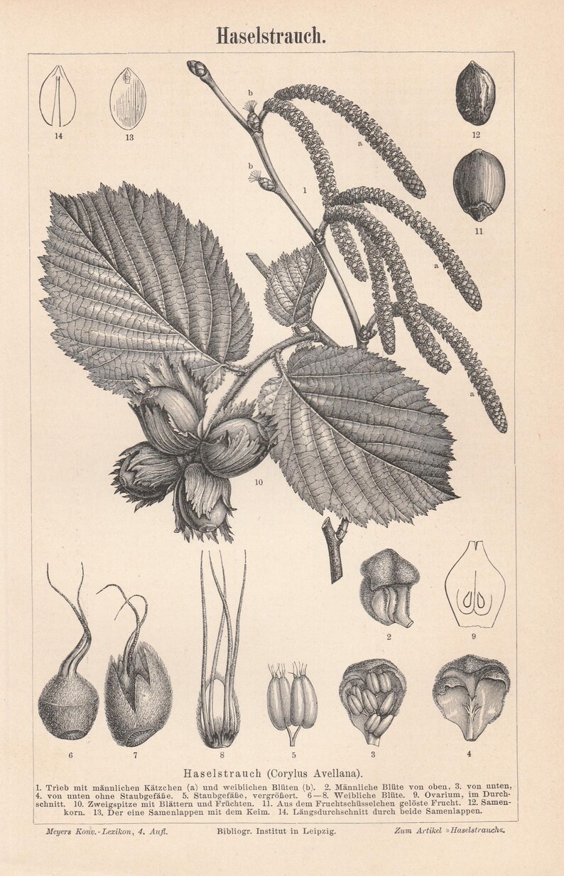 Antique Botanical Prints – 1880s Fruit, Tree & Grass Illustrations - Etsy