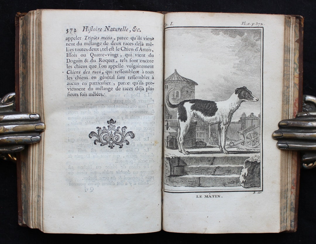 1775 Antique Zoology Book Dog Breeds Cat Horse Ox Goat Pig Buffon ...