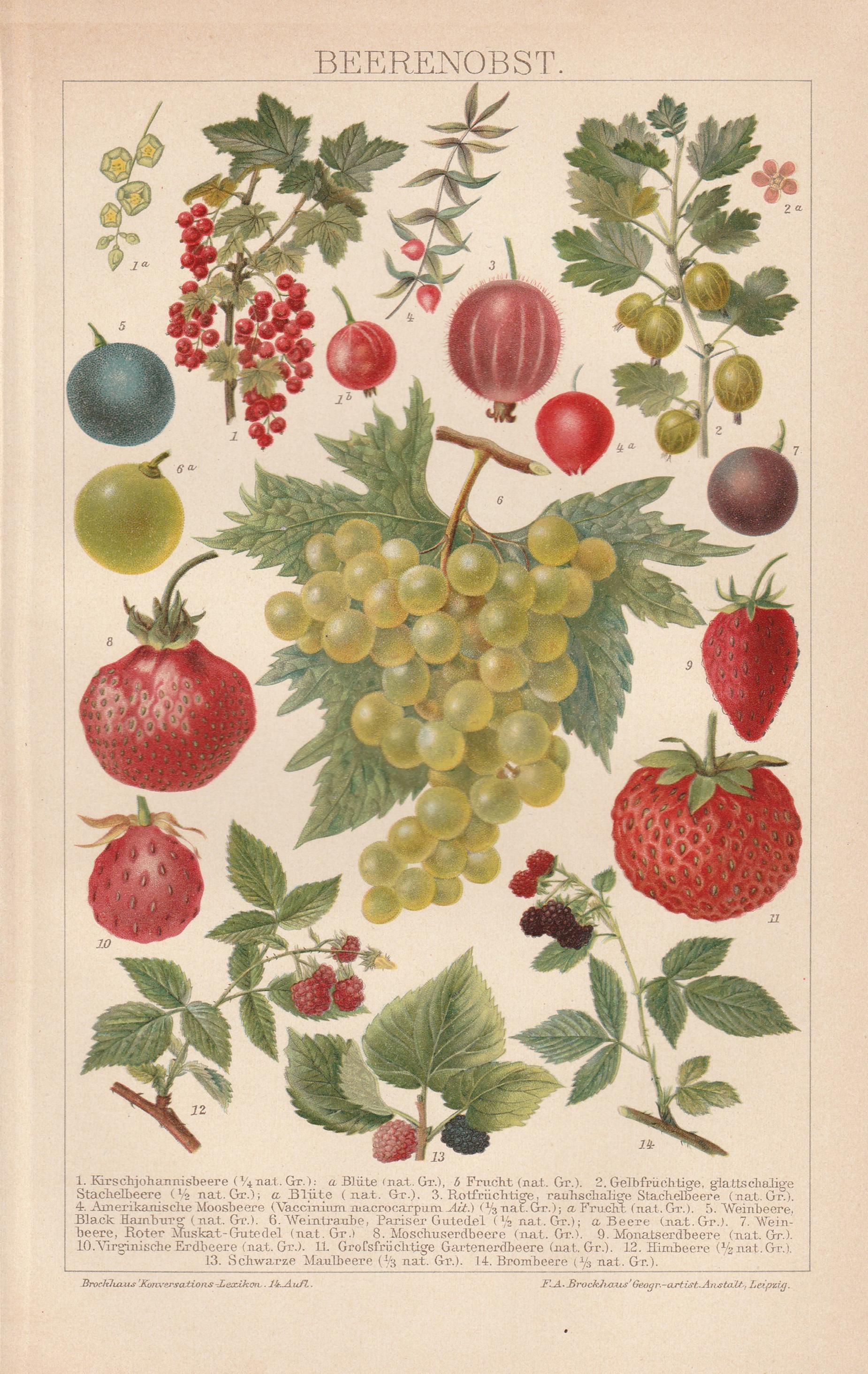 Antique Botanical Prints – 1880s Fruit, Tree & Grass Illustrations - Etsy