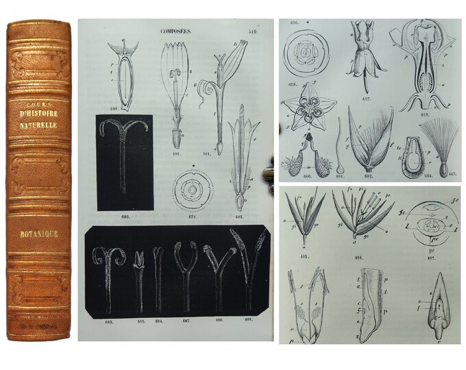 1855 Rare Antique Botanical Book Plants Trees Flowers Botany - Etsy