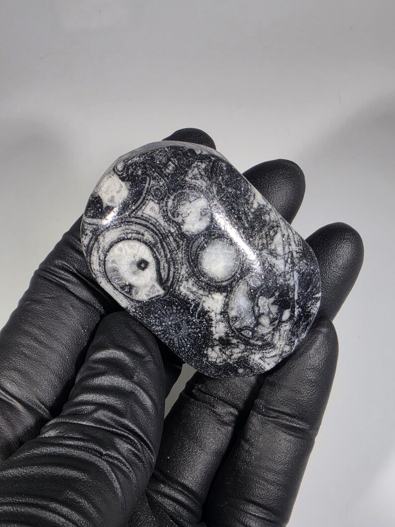 Crinoid Fossil Palm Stone - Etsy
