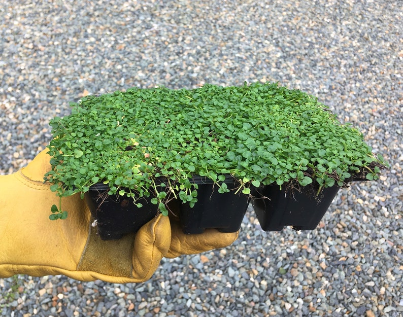 Corsican Mint 6 PACK ( Mentha Requienii ) • Groundcover With Mint Aroma ...