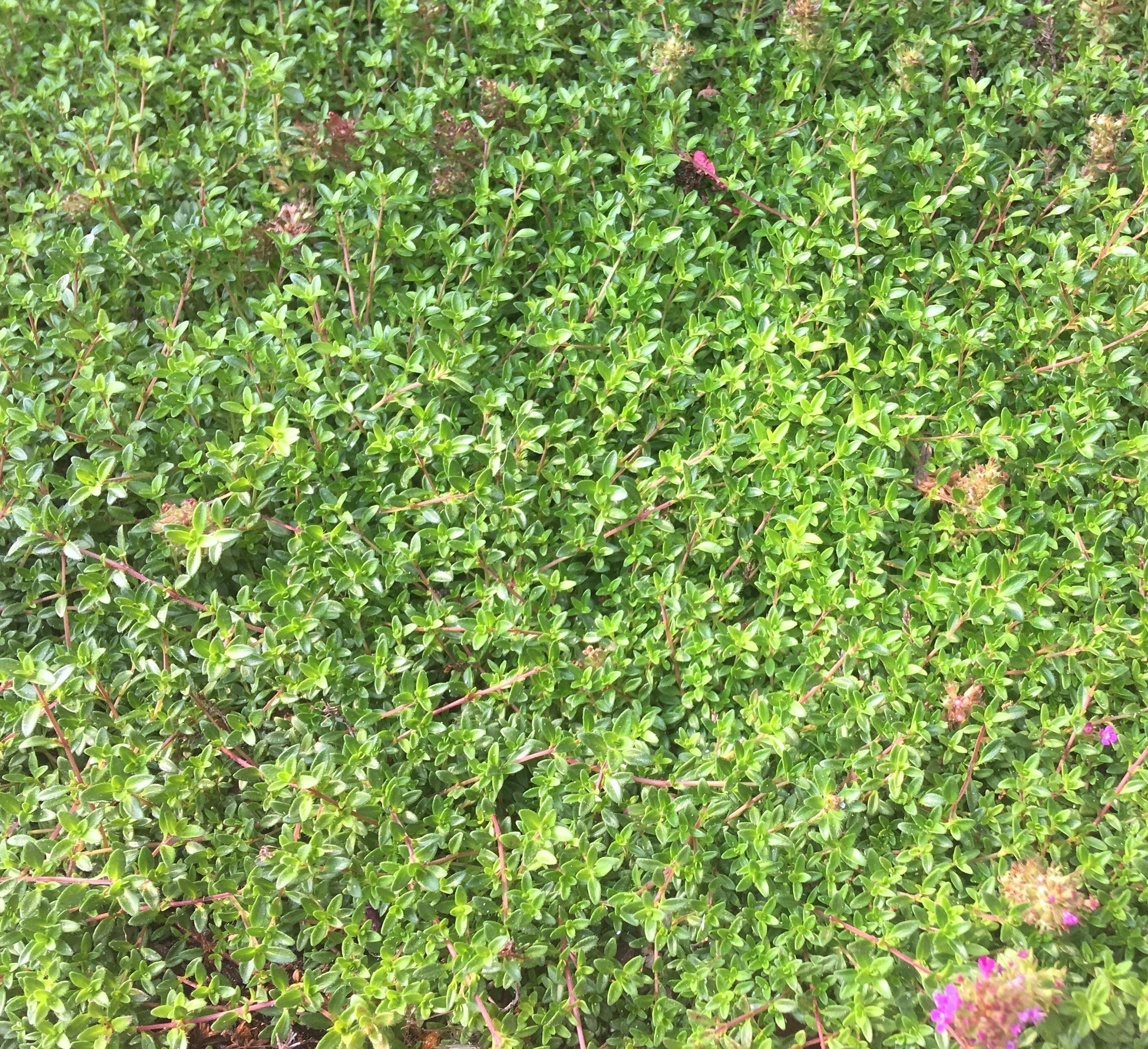 Red Creeping Thyme 6 PACK ( Thymus Praecox Coccineus ) • Flowering ...