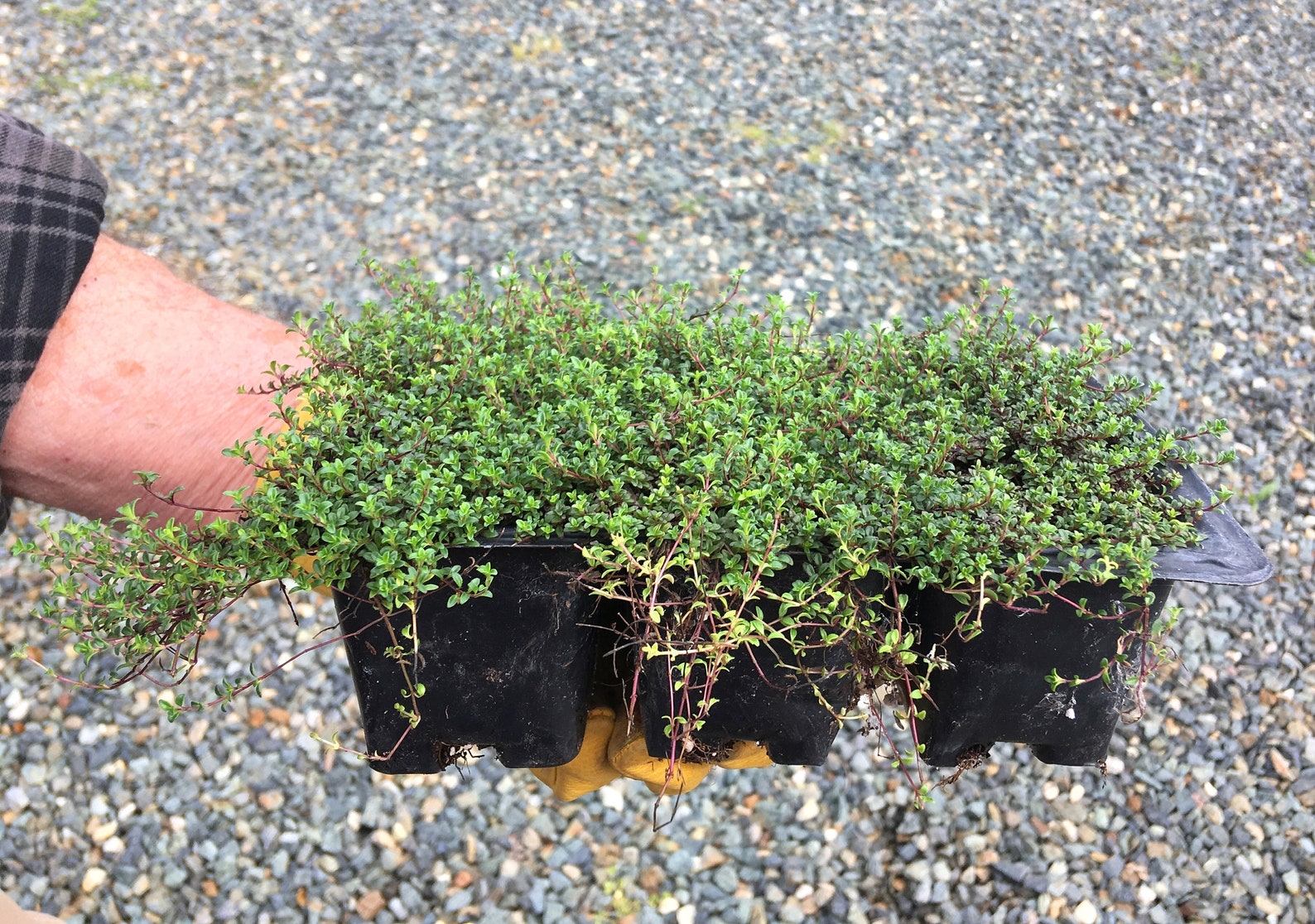 Red Creeping Thyme 6 PACK ( Thymus Praecox Coccineus ) • Flowering ...