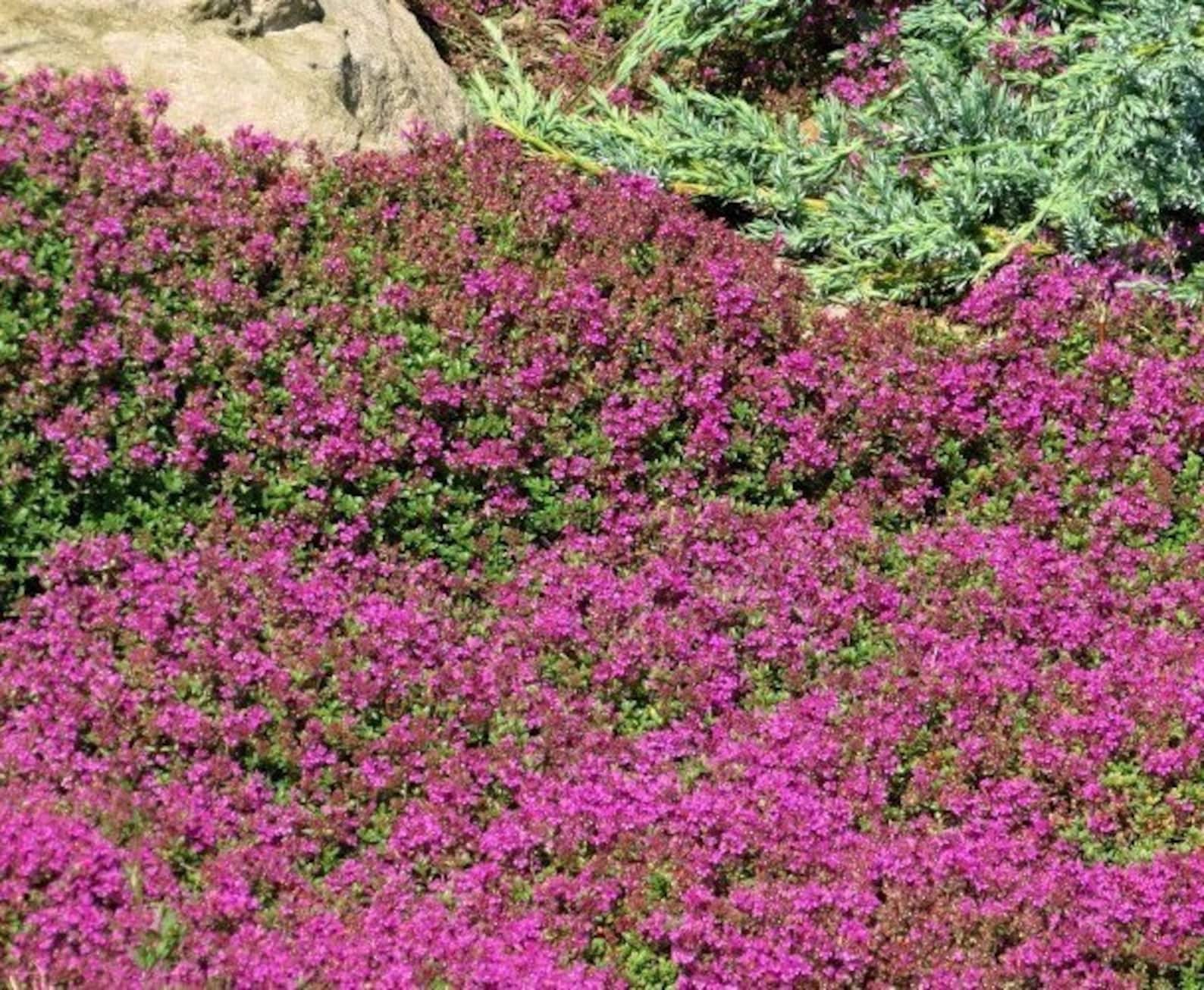 Red Creeping Thyme 6 Pack Thymus Praecox Coccineus Flowering