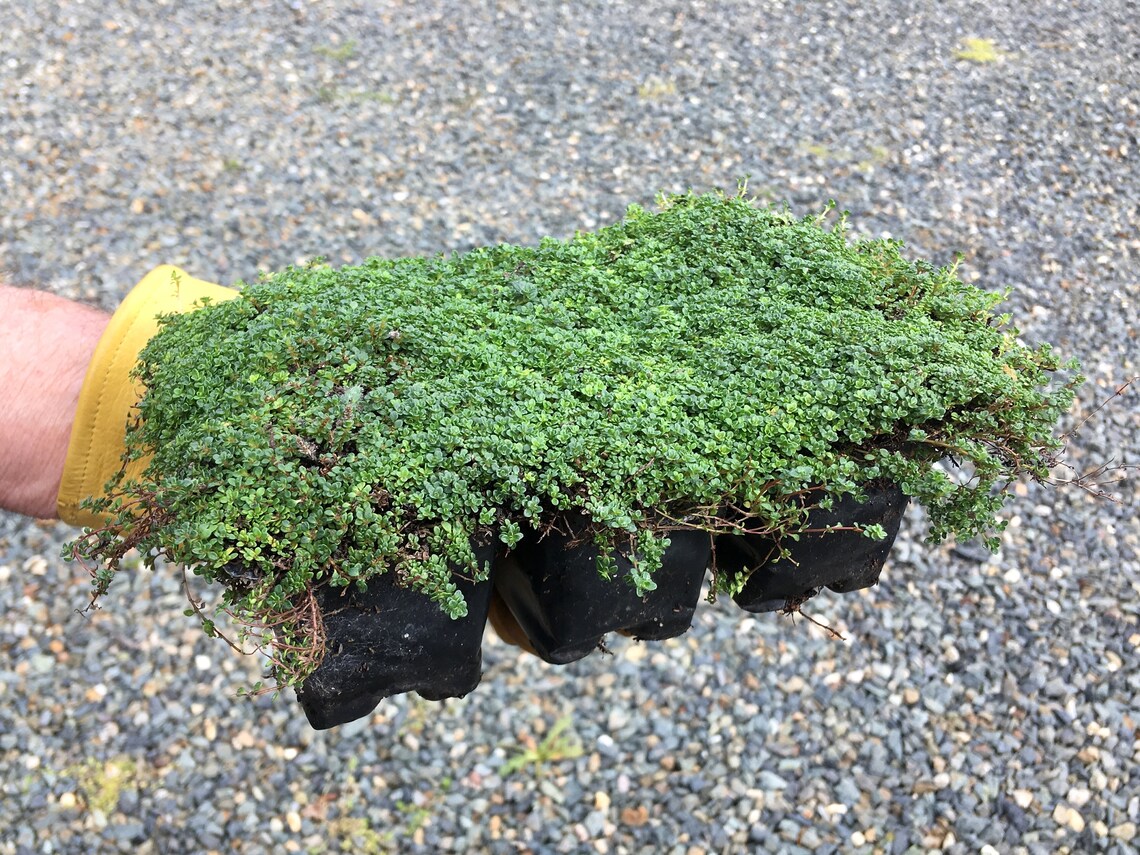 Elfin Thyme 6 PACK (thymus Serpyllum 'elfin') • Flowering Groundcover ...