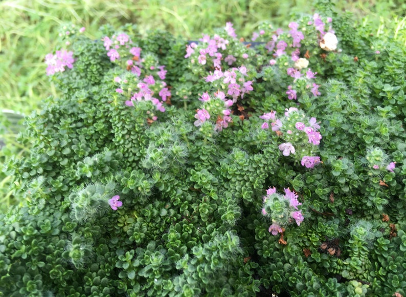 Elfin Thyme 6 PACK (thymus Serpyllum 'elfin') • Flowering Groundcover ...