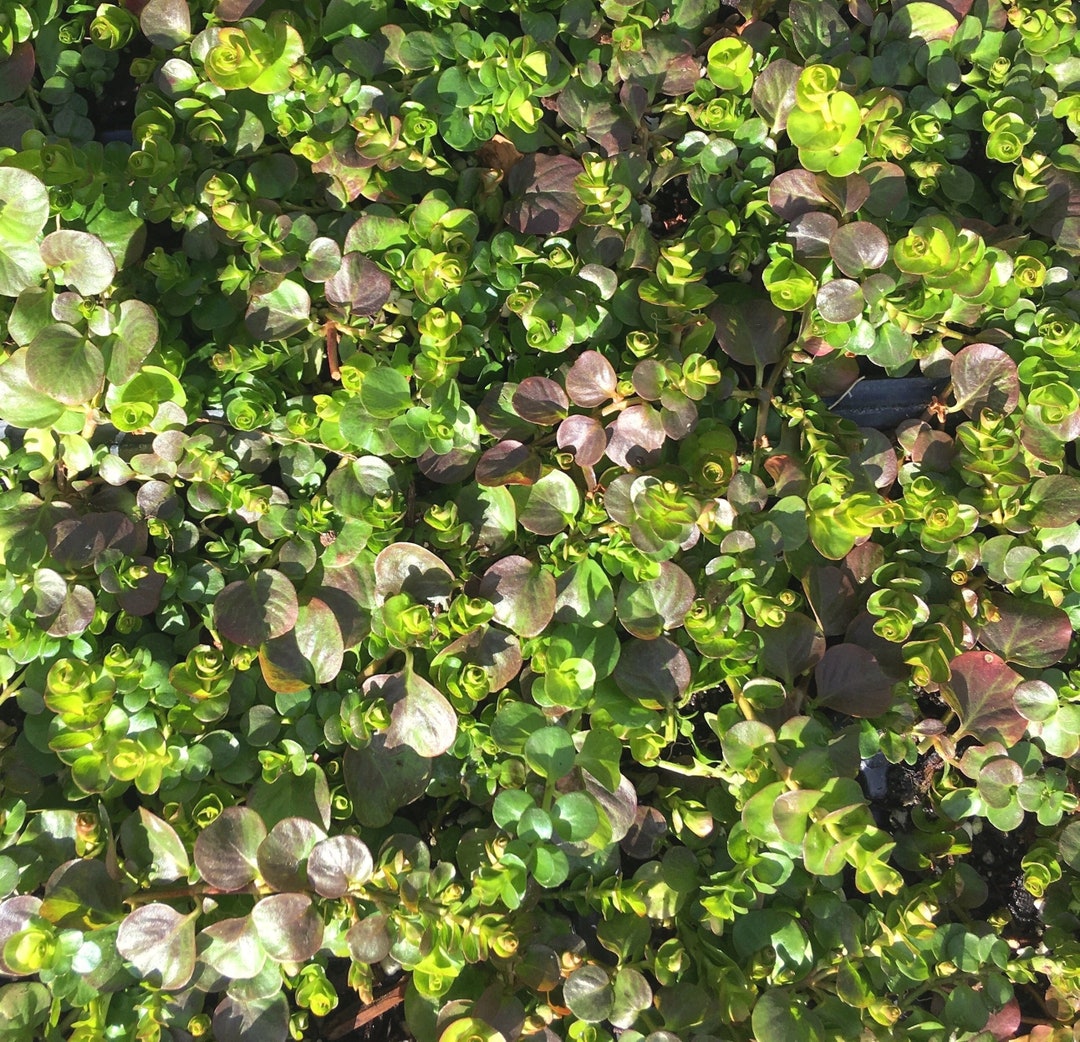 Creeping Jenny 6 PACK Lysimachia Nummularia Yellow Flowering ...