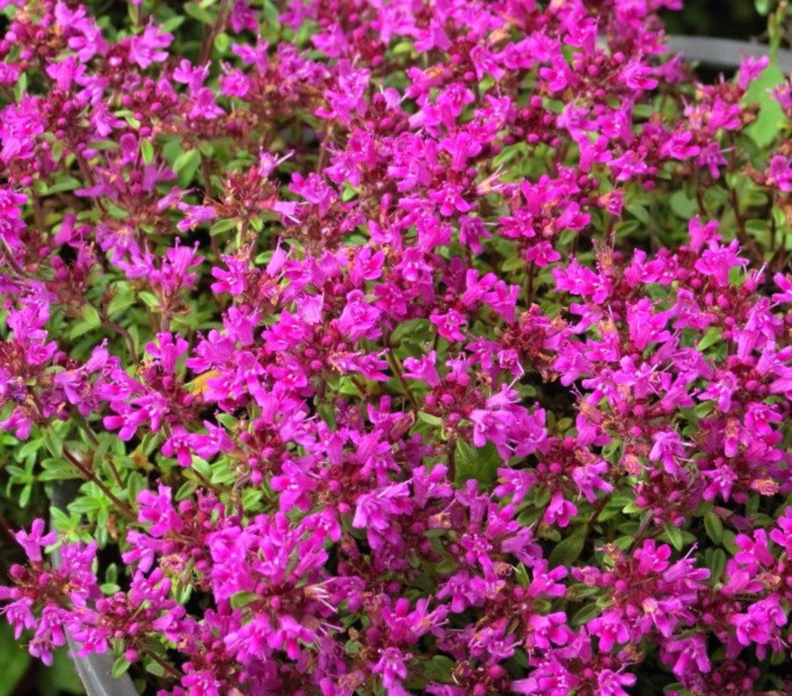 Red Creeping Thyme 6 Pack Thymus Praecox Coccineus Flowering