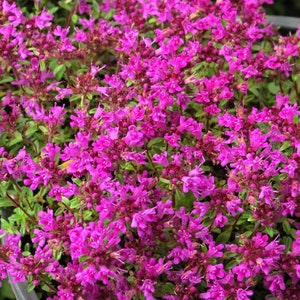 Red Creeping Thyme 6 PACK ( Thymus Praecox Coccineus ) • Flowering ...