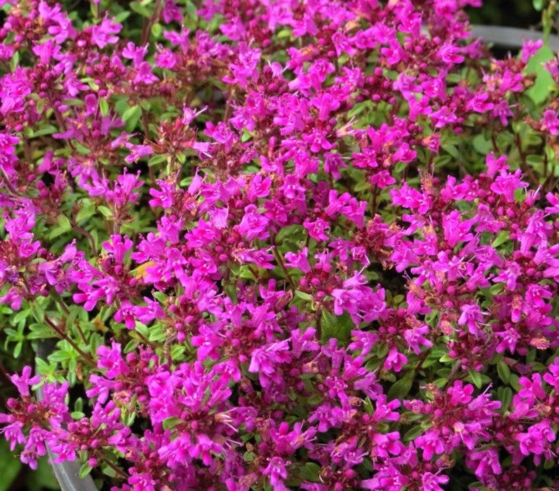 Red Creeping Thyme 6 PACK ( Thymus Praecox Coccineus ) • Flowering ...