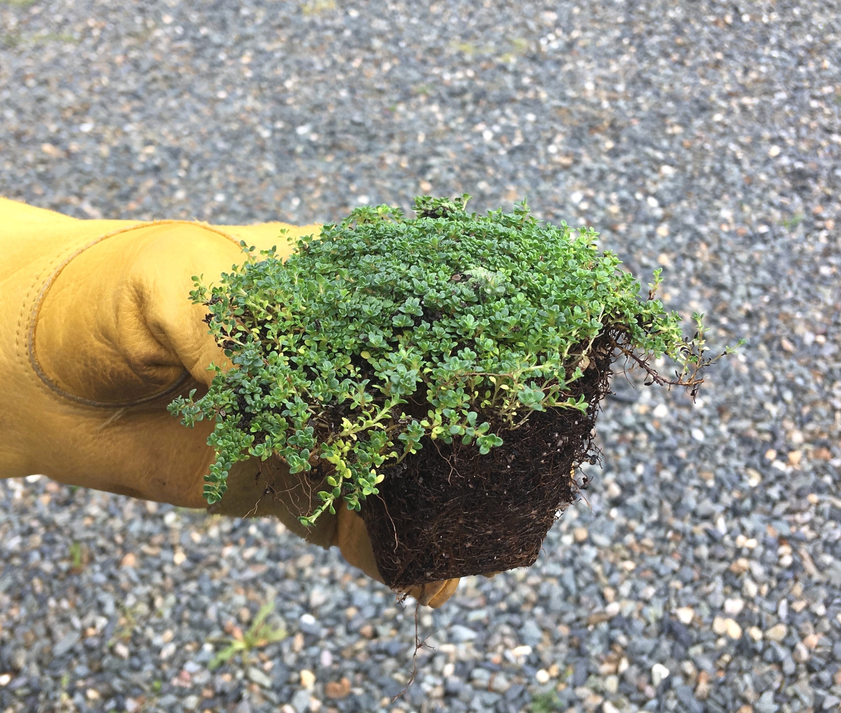 Elfin Thyme 6 PACK Thymus Serpyllum 'elfin' Flowering Groundcover ...