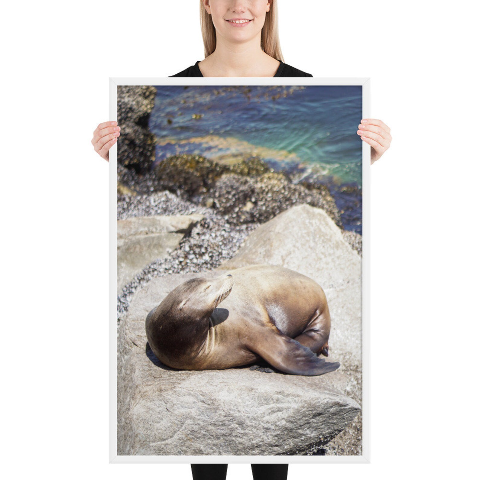 Framed Photograph - Harbor Seal Monterey California Photo - Old ...