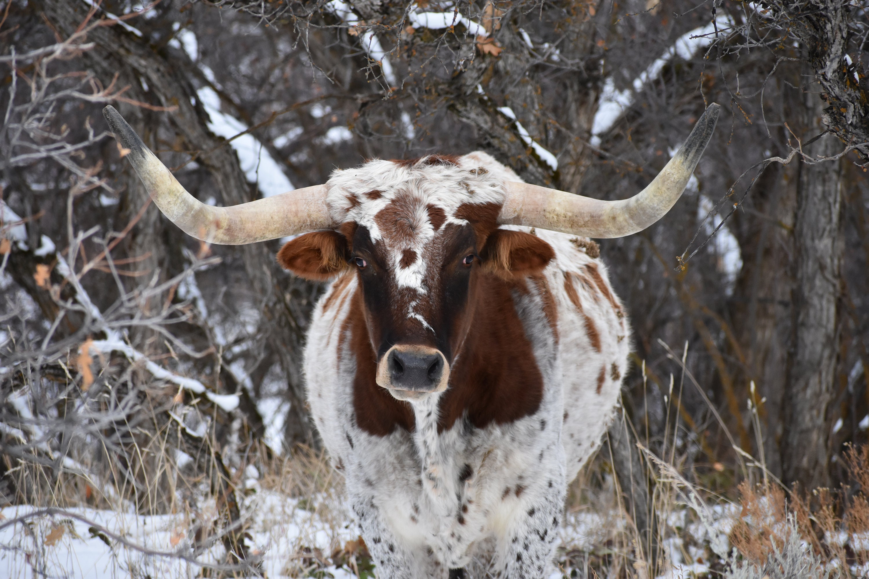 Longhorn Print, Longhorn Wall Art, Country Wall Art, Home Decor, Rustic ...