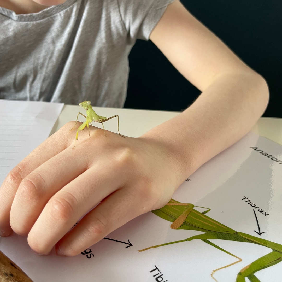 Anatomy of a Praying Mantis A4 Poster Montessori Homeschool - Etsy
