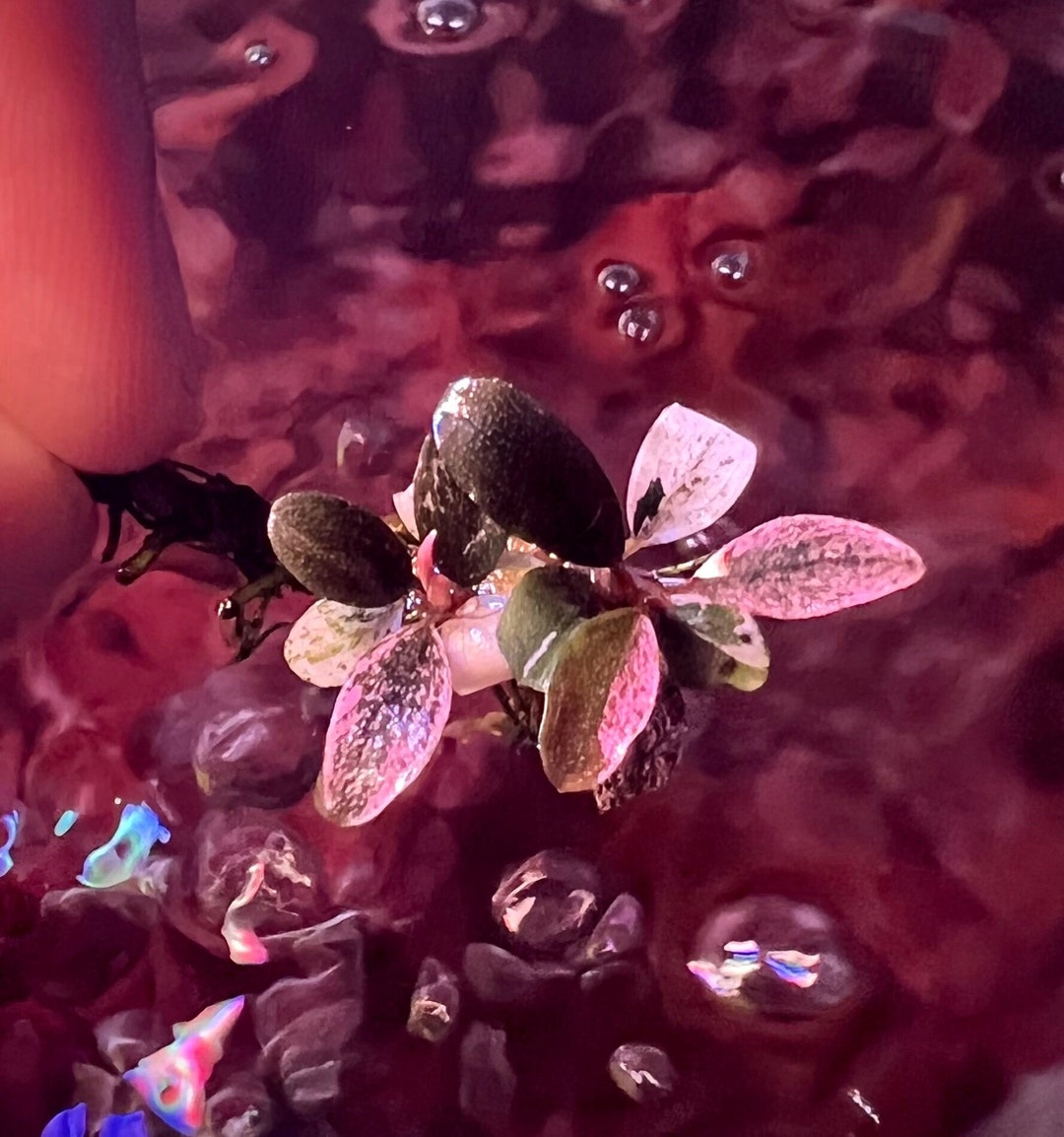 Bucephalandra Variegata Pink / White Extremely Rare Live - Etsy