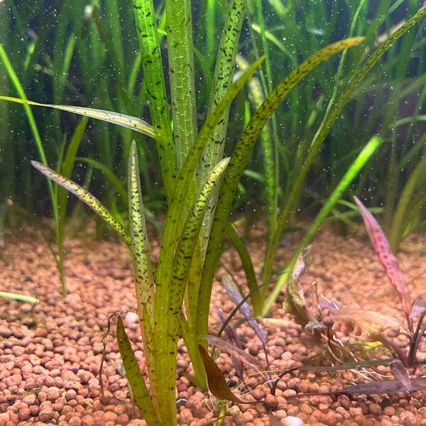 Live Aquarium Plant - Etsy