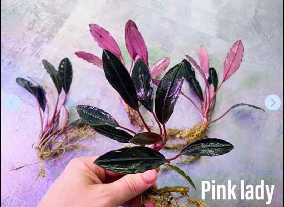 Bucephalandra Pink Lady Rare Live Aquarium Plant Fishtank, Pond ...