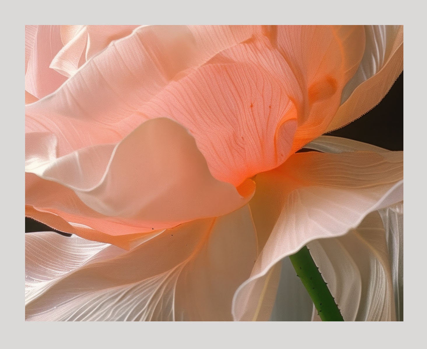 Pink Flower Printable Wall Art, Black and Pink Wall Decor, Fine Art ...