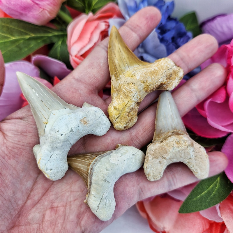 Shark Vertebrae - Etsy