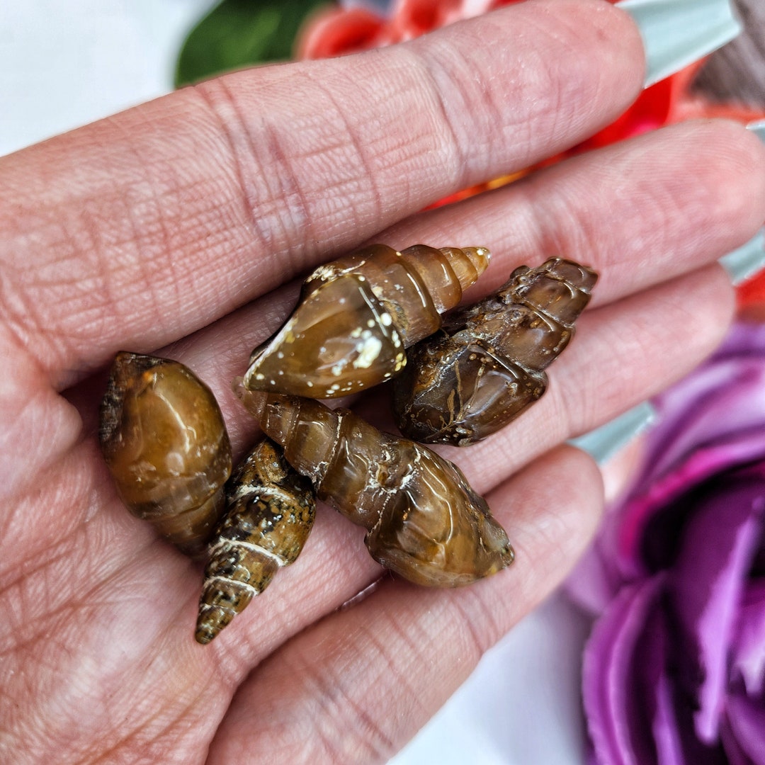 Carnelian Replaced Sea Shell Tiny Small Little Intuitively Selected ...