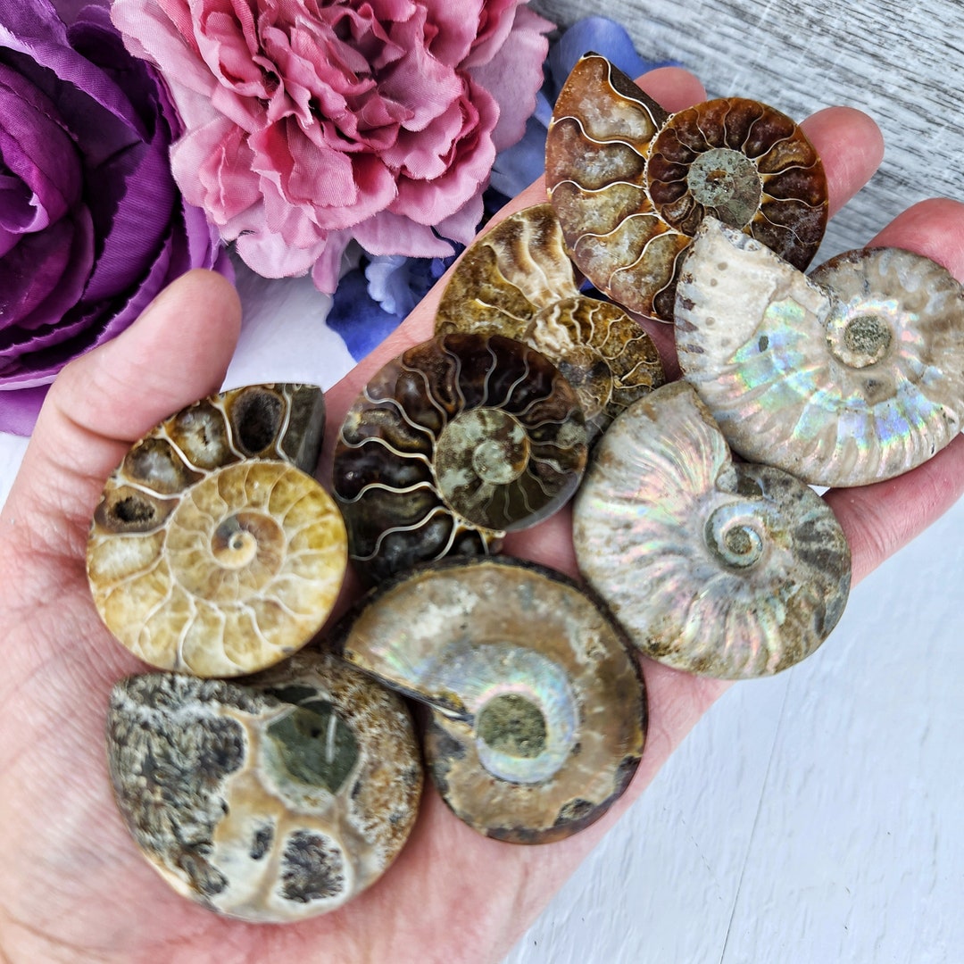 Opalized Ammonite Shell Fossil Halves Pairs Specimen Natural Super High ...