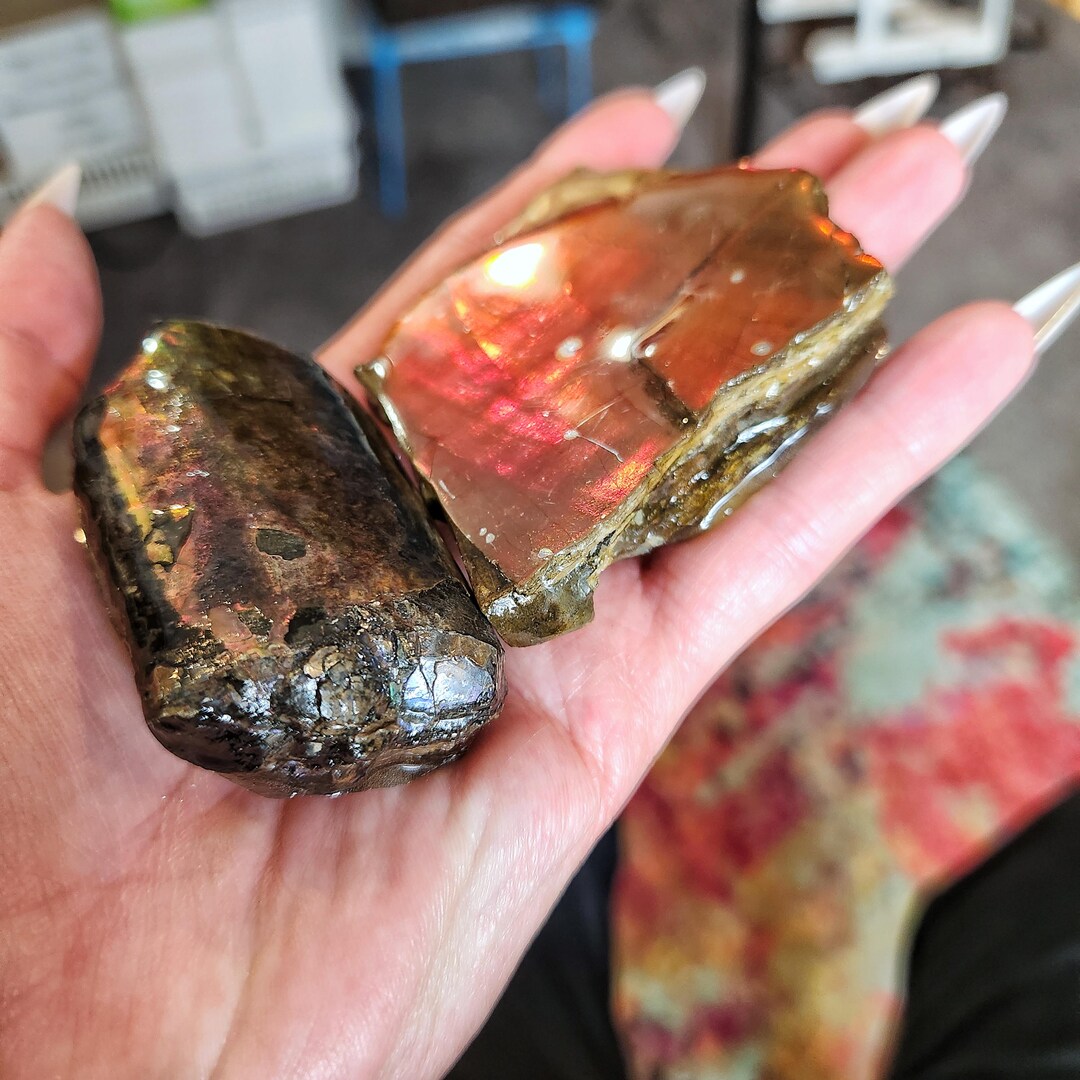 Opalized Ammonite Shell Pick Your Piece Resin Coated to Stabilize Opal ...
