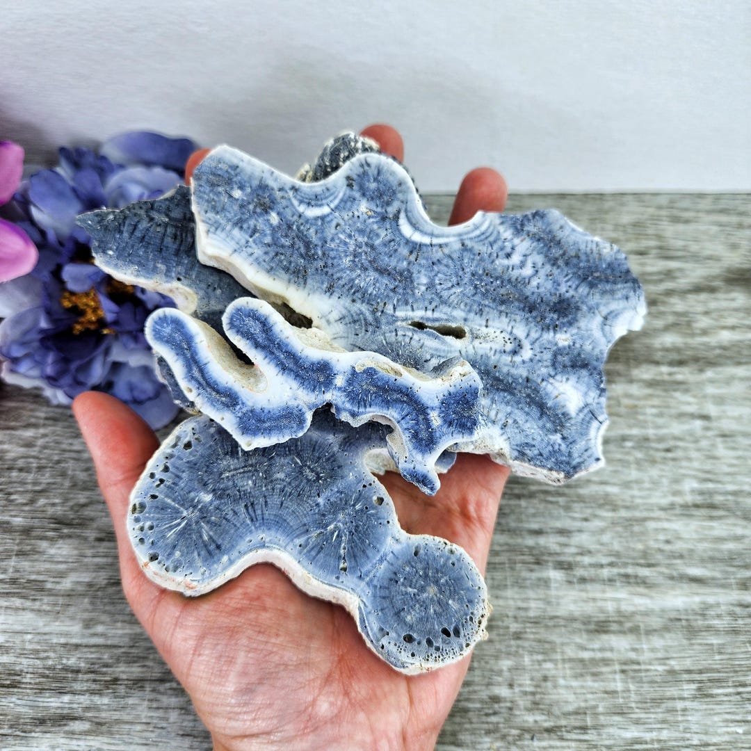 Coral Slab Blue Ridge Heliopora Coerulea Natural Blooms - Etsy