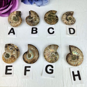 Opalized Ammonite Shell Fossil Halves Pairs Specimen Natural Super High ...