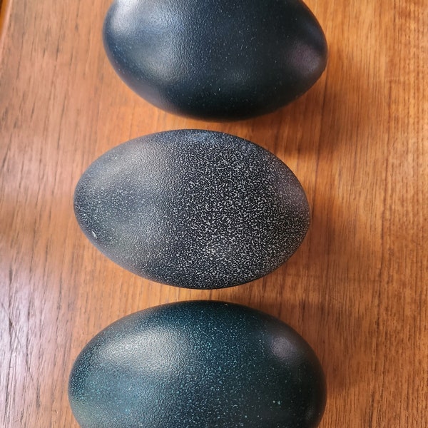 Emu Egg - Etsy