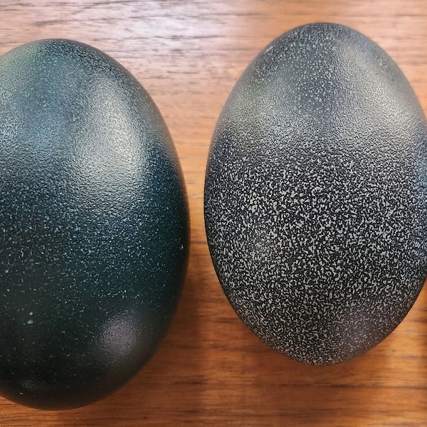 Emu Egg - Etsy