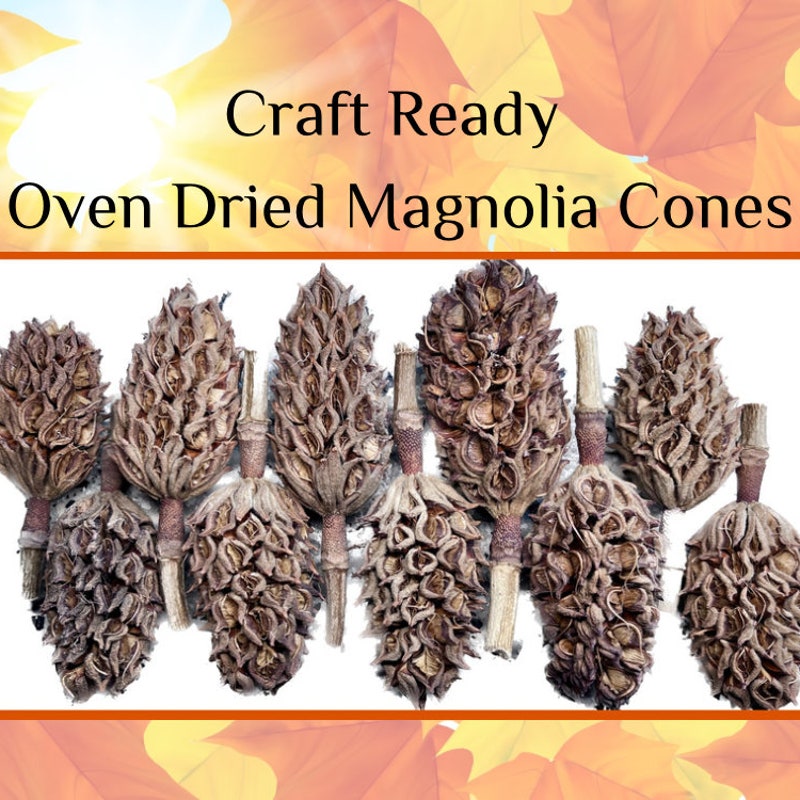 Magnolia Cones - Etsy