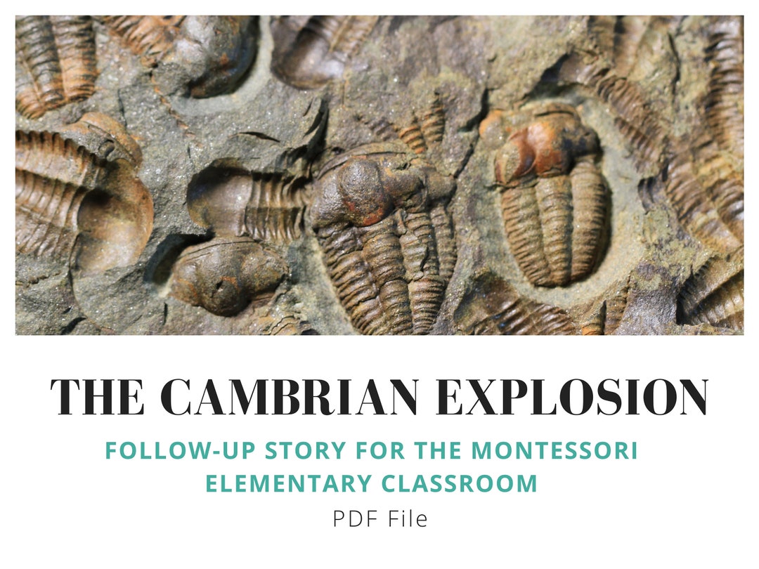 Montessori Second Great Story Follow-up: the Cambrian Explosion ...