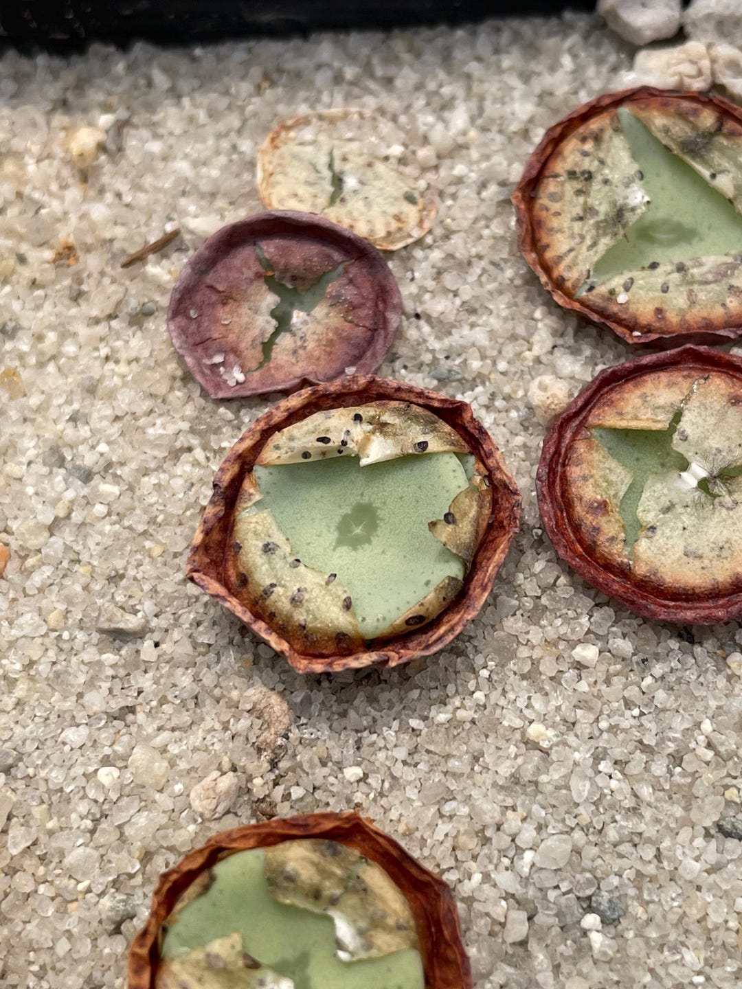 Cono Crateriforme - 1 Plant, Seedling - Etsy