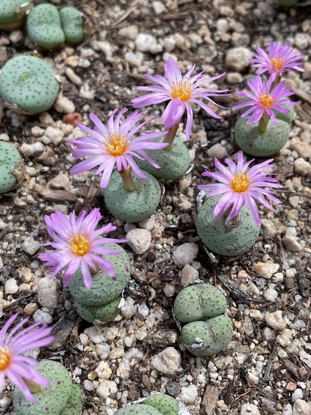 Conophytum Jucundum Pink Flower- 1 Plant, Double Head - Etsy