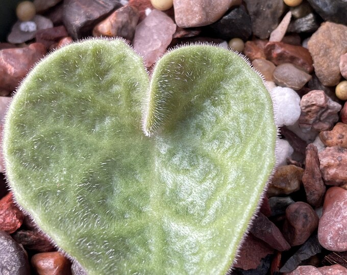 Tylecodon Singularis - 1 Plant - Etsy