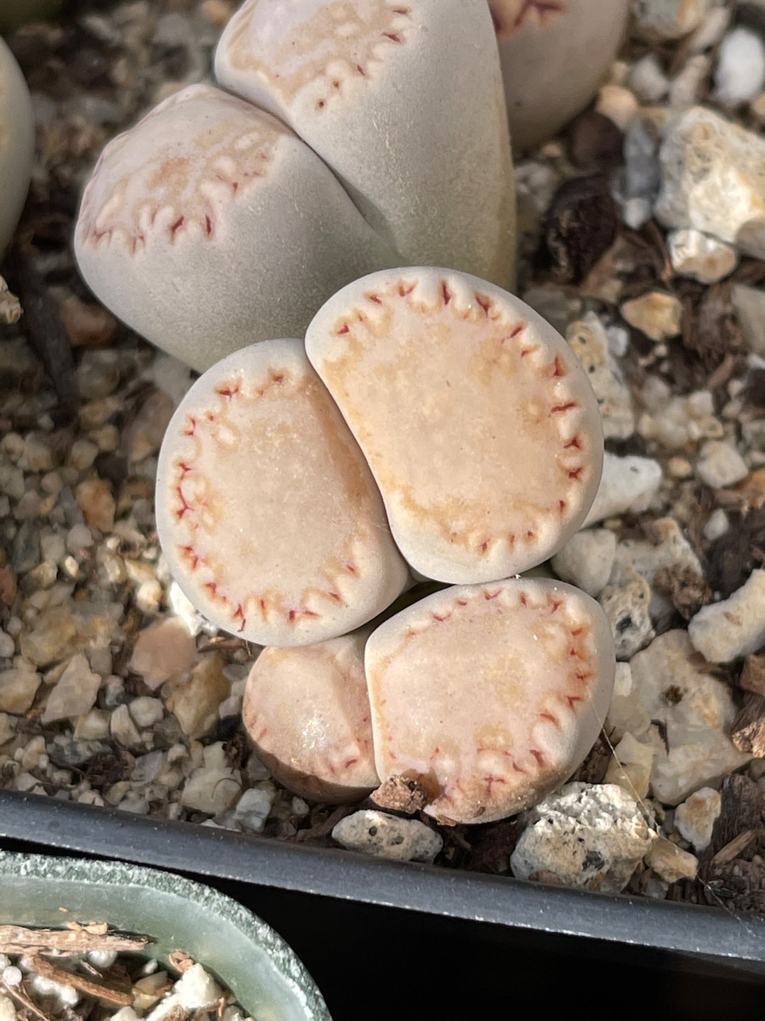 Lithops Julii Subsp. Fulleri Var. Rouxii - 1 Plant, Double Head - Etsy